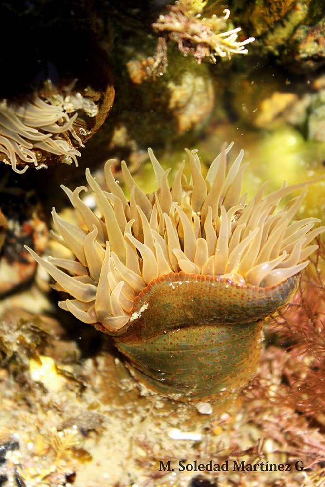 Galería de Fotos – Fundación Patagonia Natural